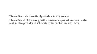 13.conducting system and fibroskeleton of heart.pptx