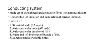 13.conducting system and fibroskeleton of heart.pptx