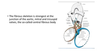 13.conducting system and fibroskeleton of heart.pptx