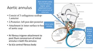 13.conducting system and fibroskeleton of heart.pptx