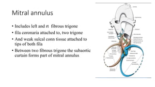 13.conducting system and fibroskeleton of heart.pptx