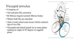 13.conducting system and fibroskeleton of heart.pptx