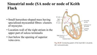 13.conducting system and fibroskeleton of heart.pptx