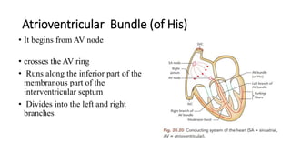 13.conducting system and fibroskeleton of heart.pptx