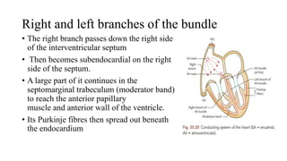 13.conducting system and fibroskeleton of heart.pptx