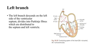 13.conducting system and fibroskeleton of heart.pptx