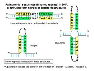 DNA&RNA.ppt