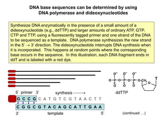 DNA&RNA.ppt