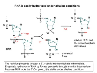 DNA&RNA.ppt