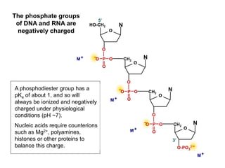 DNA&RNA.ppt