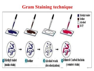 13.Staining technique.pptx | Chemistry | Science