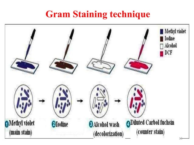 13.Staining technique.pptx | Chemistry | Science