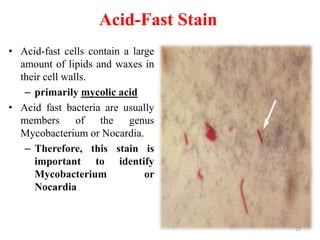 13.Staining technique.pptx | Chemistry | Science