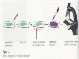 13.Staining technique.pptx | Chemistry | Science