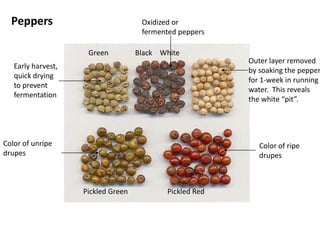 13. Black Pepper.pdf