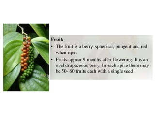 13. Black Pepper.pdf