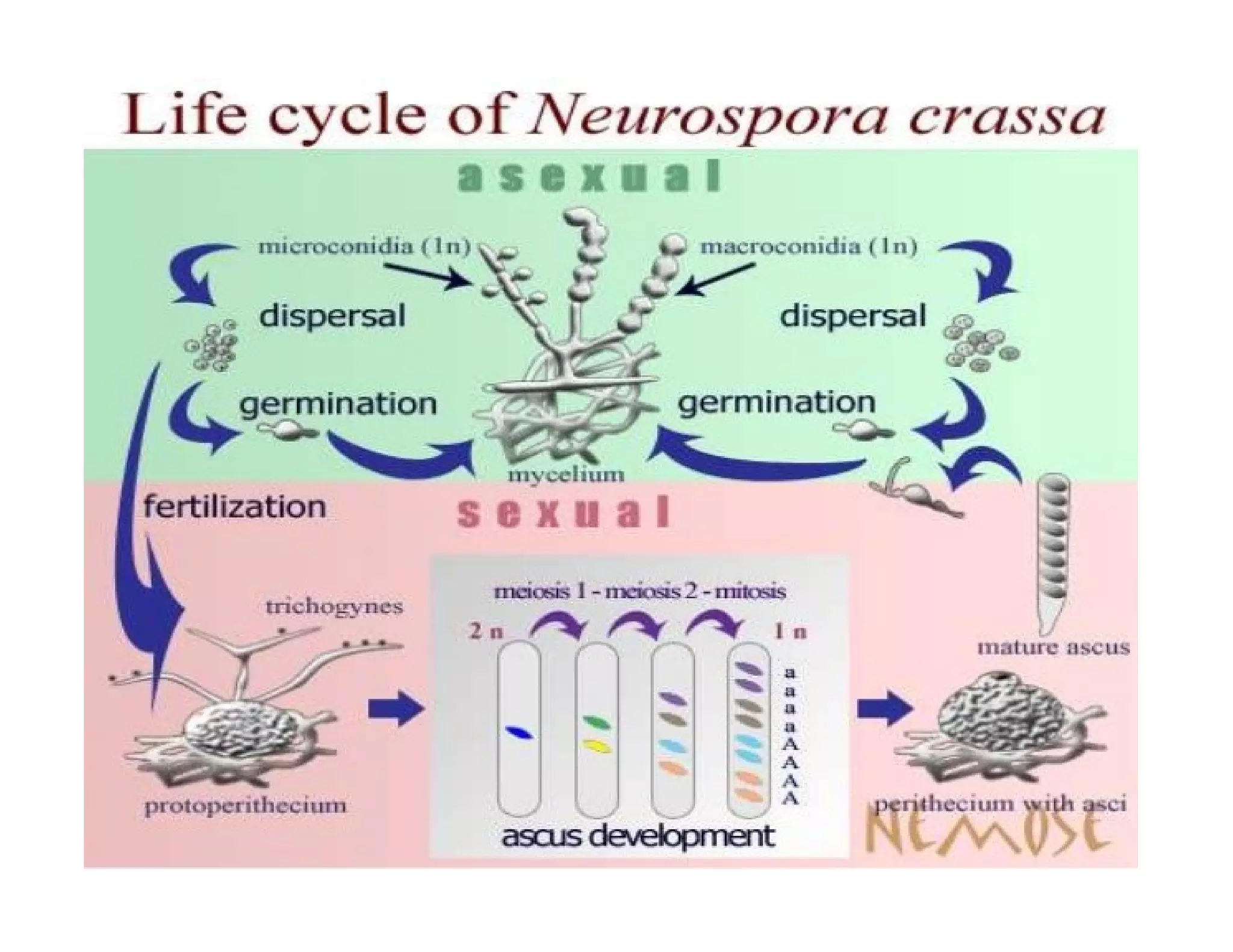 13. Neurospora.pdf
