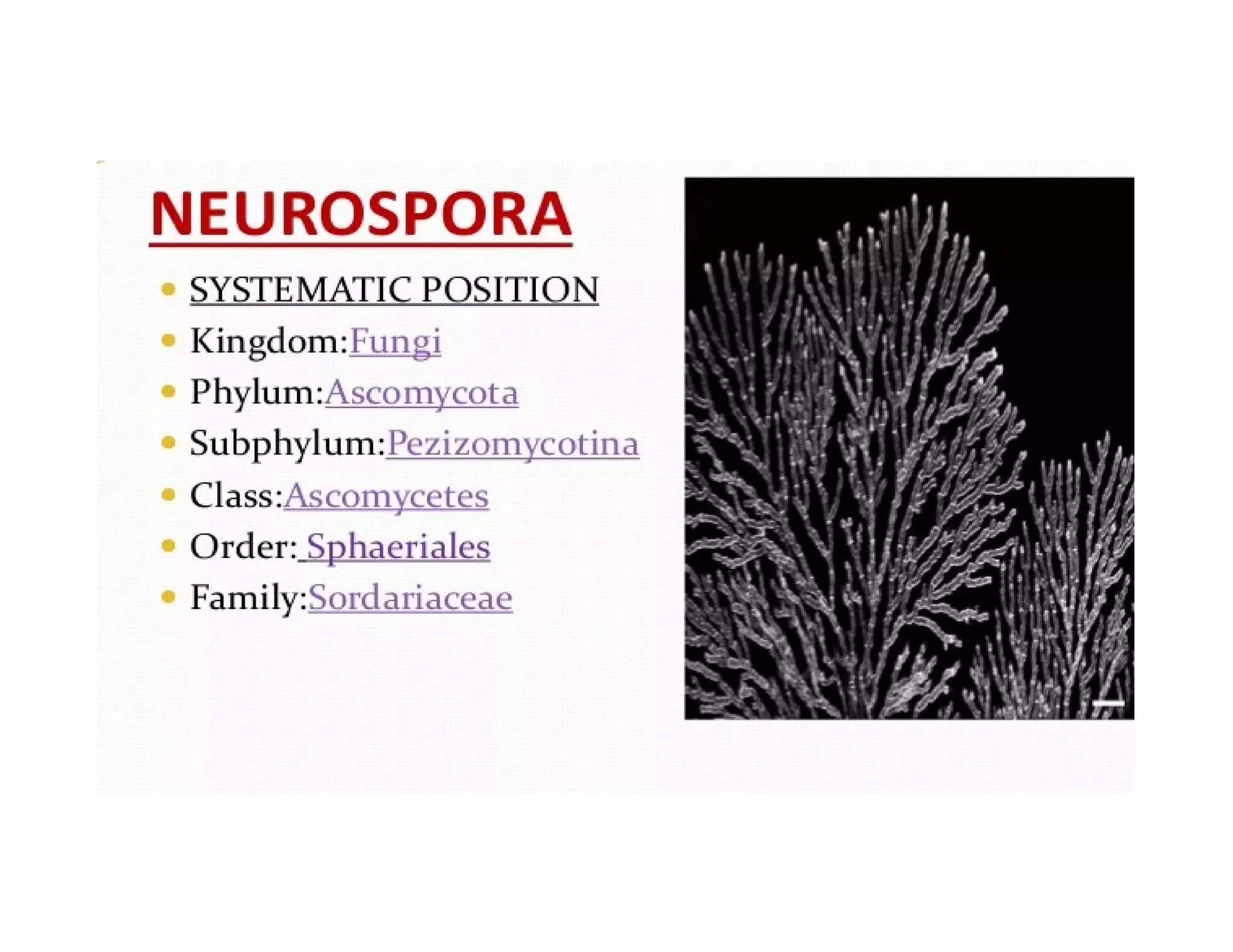 13. Neurospora.pdf