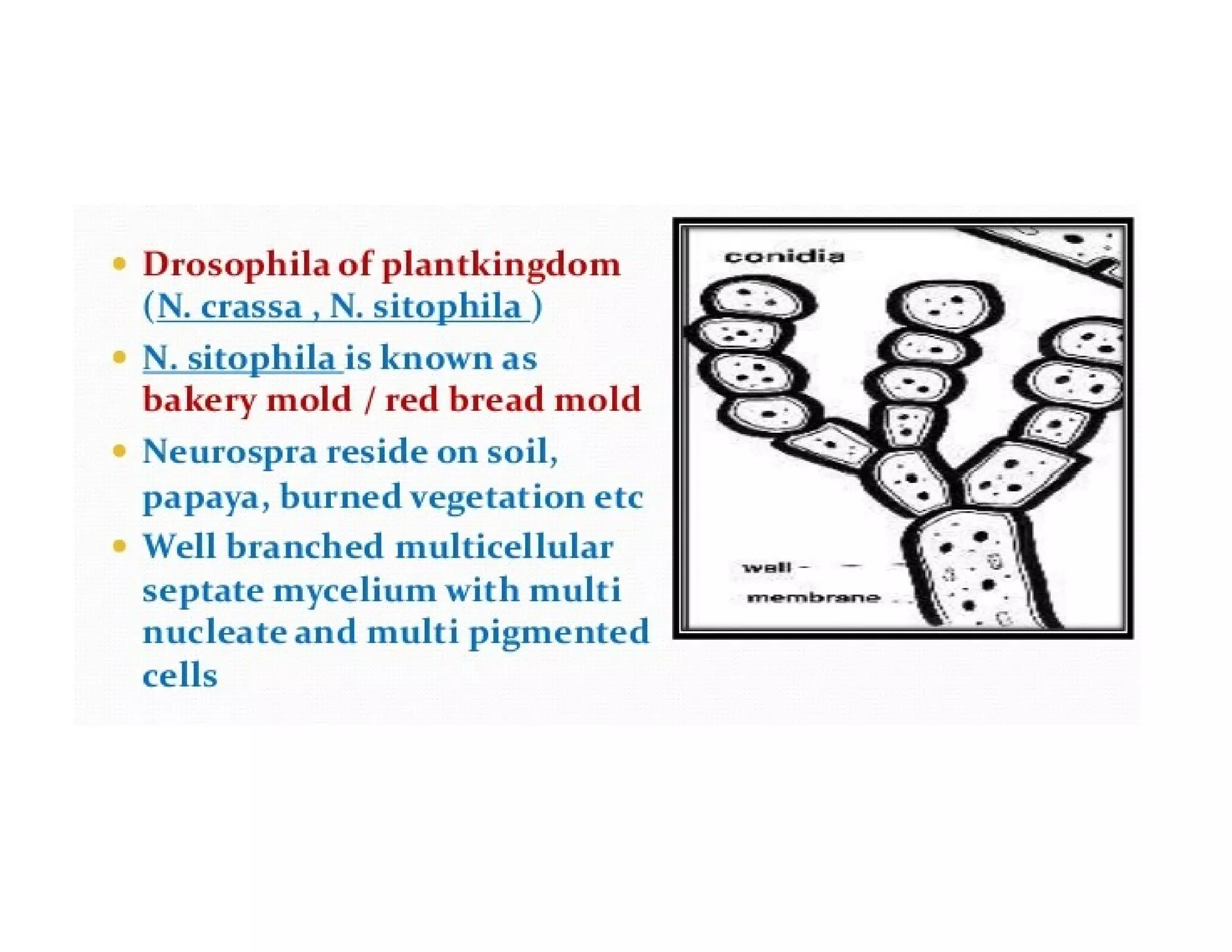 13. Neurospora.pdf