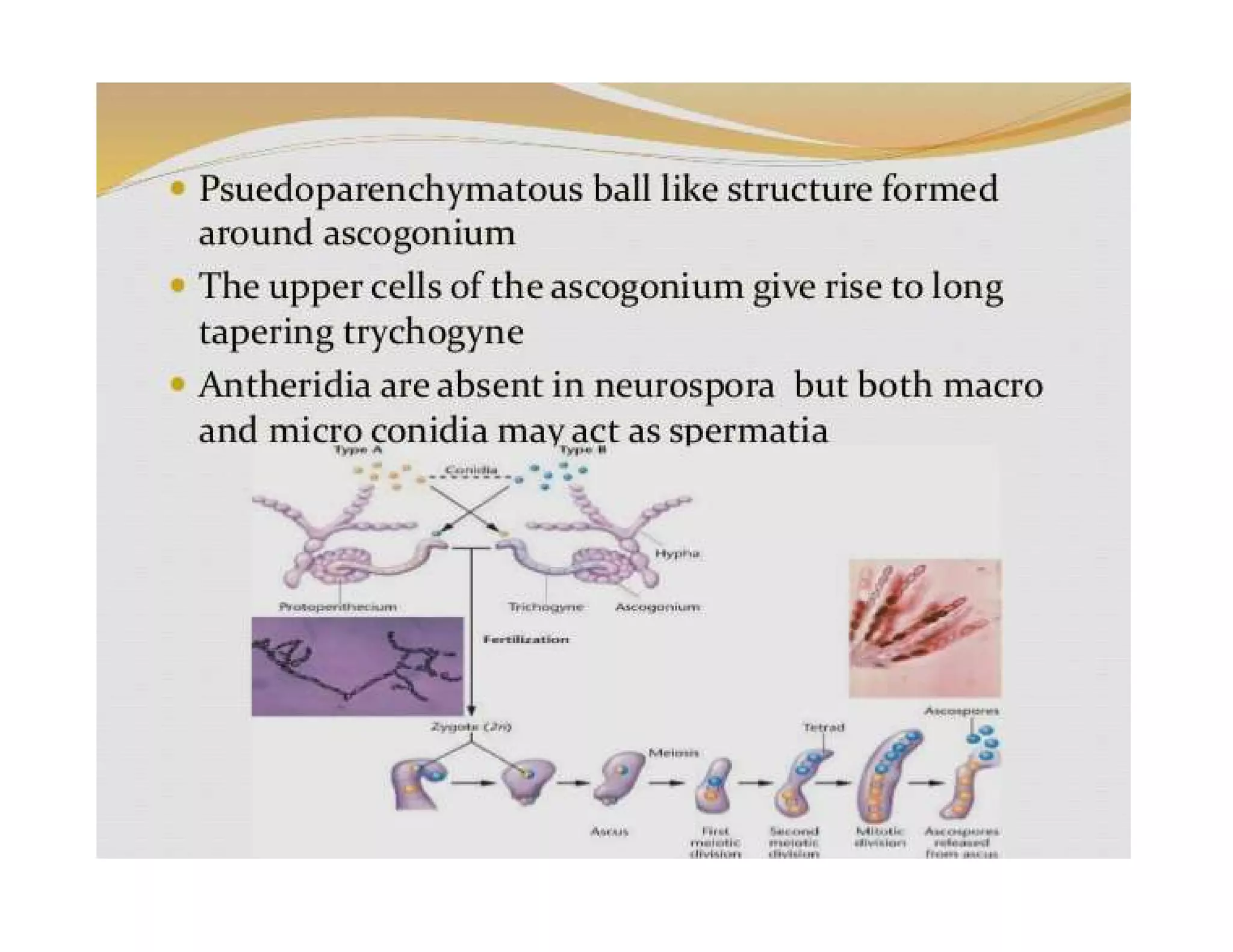 13. Neurospora.pdf