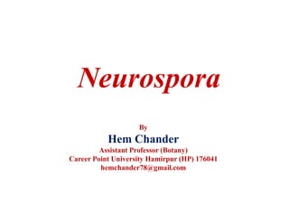 13. Neurospora.pdf