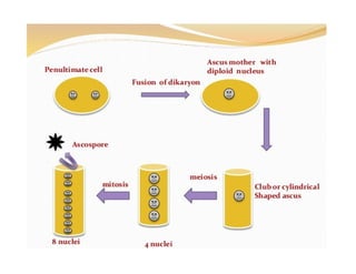 13. Neurospora.pdf