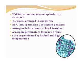 13. Neurospora.pdf