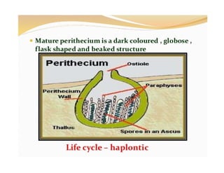 13. Neurospora.pdf