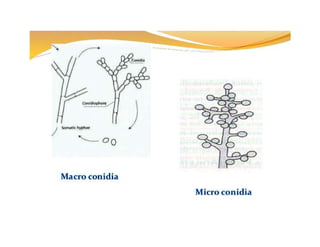 13. Neurospora.pdf