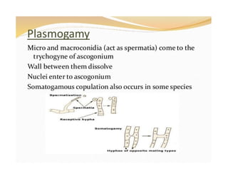 13. Neurospora.pdf
