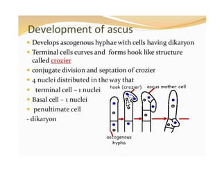 13. Neurospora.pdf