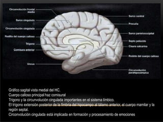 13. ANATOMÍA RADIOLÓGICA DEL SISTEMA NERVIOSO CENTRAL POR ECOGRAFÍA ...