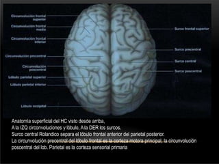 13. ANATOMÍA RADIOLÓGICA DEL SISTEMA NERVIOSO CENTRAL POR ECOGRAFÍA ...