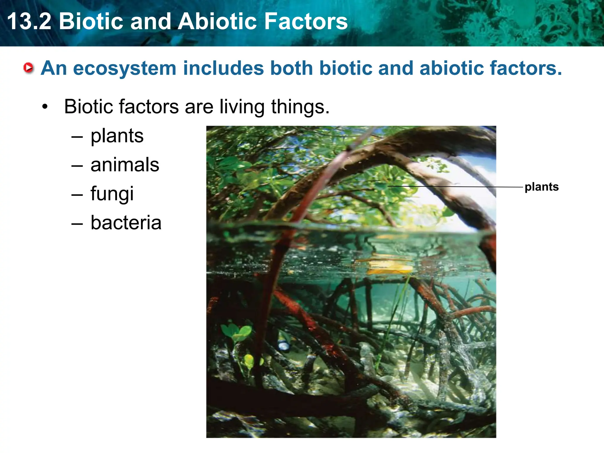 13.2 Biotic and Abiotic Factors.ppt