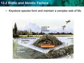 13.2 Biotic and Abiotic Factors.ppt