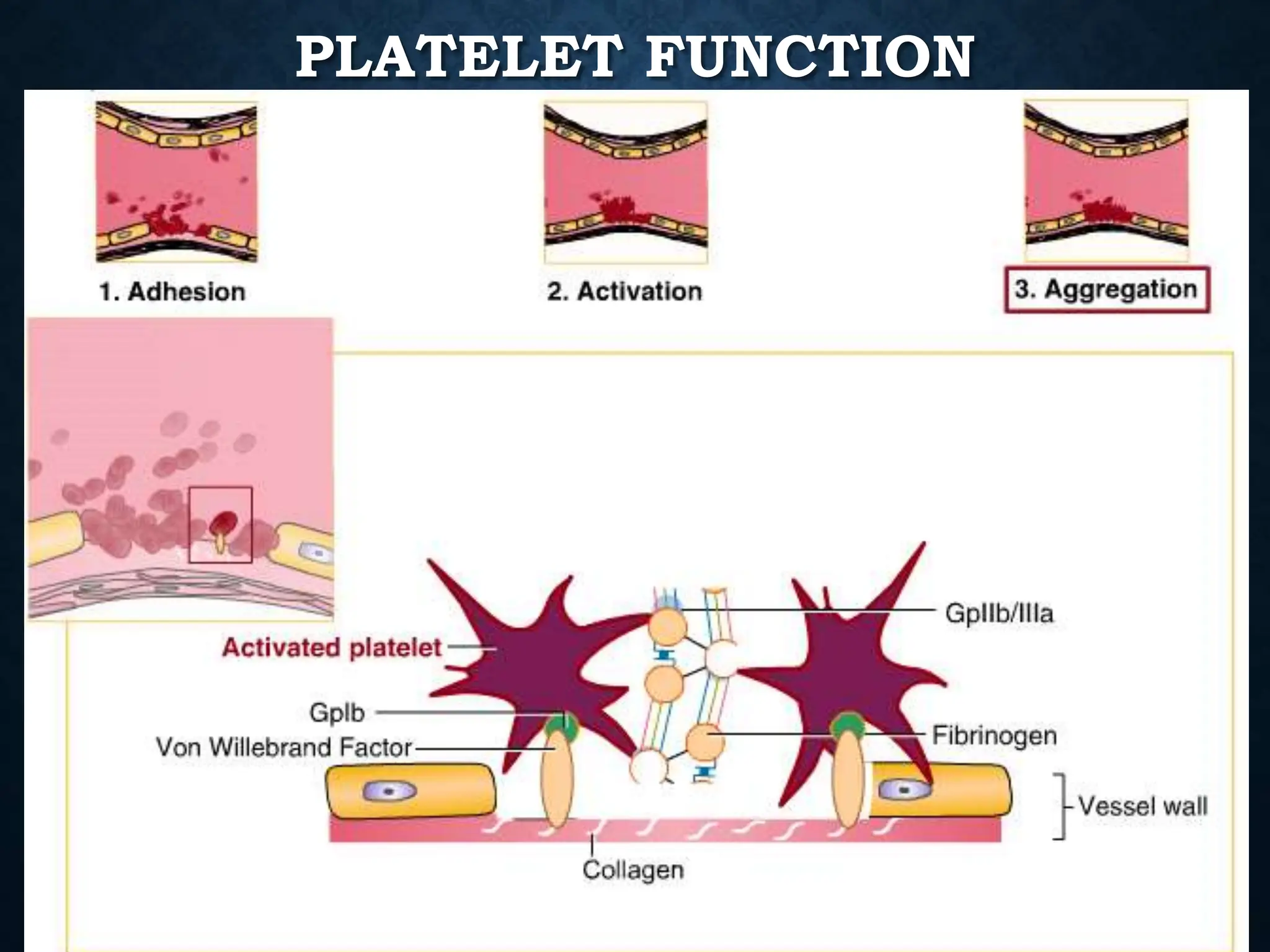 13. VASODIL_ISCHEMIC HEART DISEASE_095100 (1).pptx