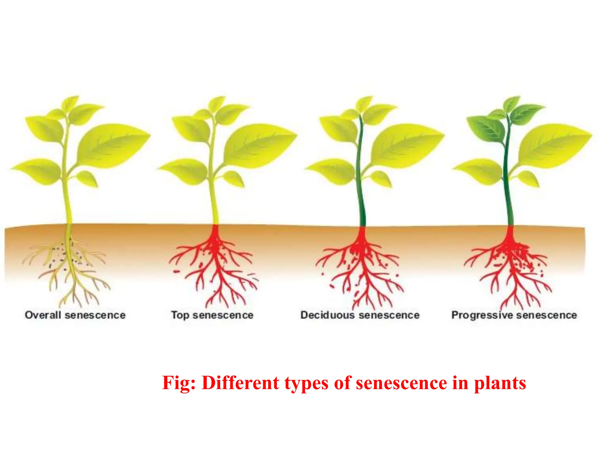 13. Tuber, rhizome and bulb development and Ageing and senescence.pptx