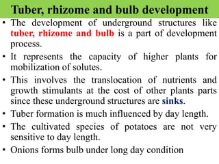 13. Tuber, rhizome and bulb development and Ageing and senescence.pptx