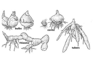 13. Tuber, rhizome and bulb development and Ageing and senescence.pptx