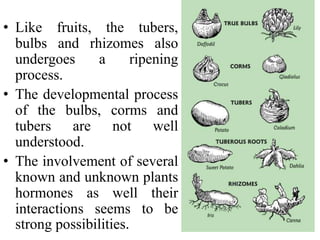 13. Tuber, rhizome and bulb development and Ageing and senescence.pptx