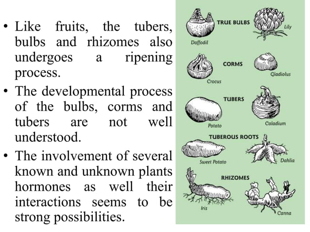 13. Tuber, rhizome and bulb development and Ageing and senescence.pptx