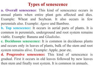 13. Tuber, rhizome and bulb development and Ageing and senescence.pptx