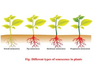 13. Tuber, rhizome and bulb development and Ageing and senescence.pptx