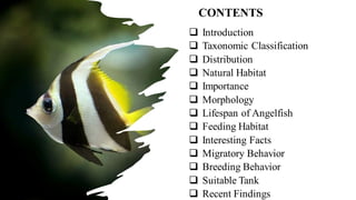 Angelfish: Introduction and Importance... | PDF