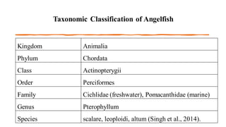Angelfish: Introduction and Importance... | PDF