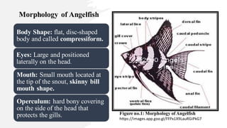Angelfish: Introduction and Importance... | PDF