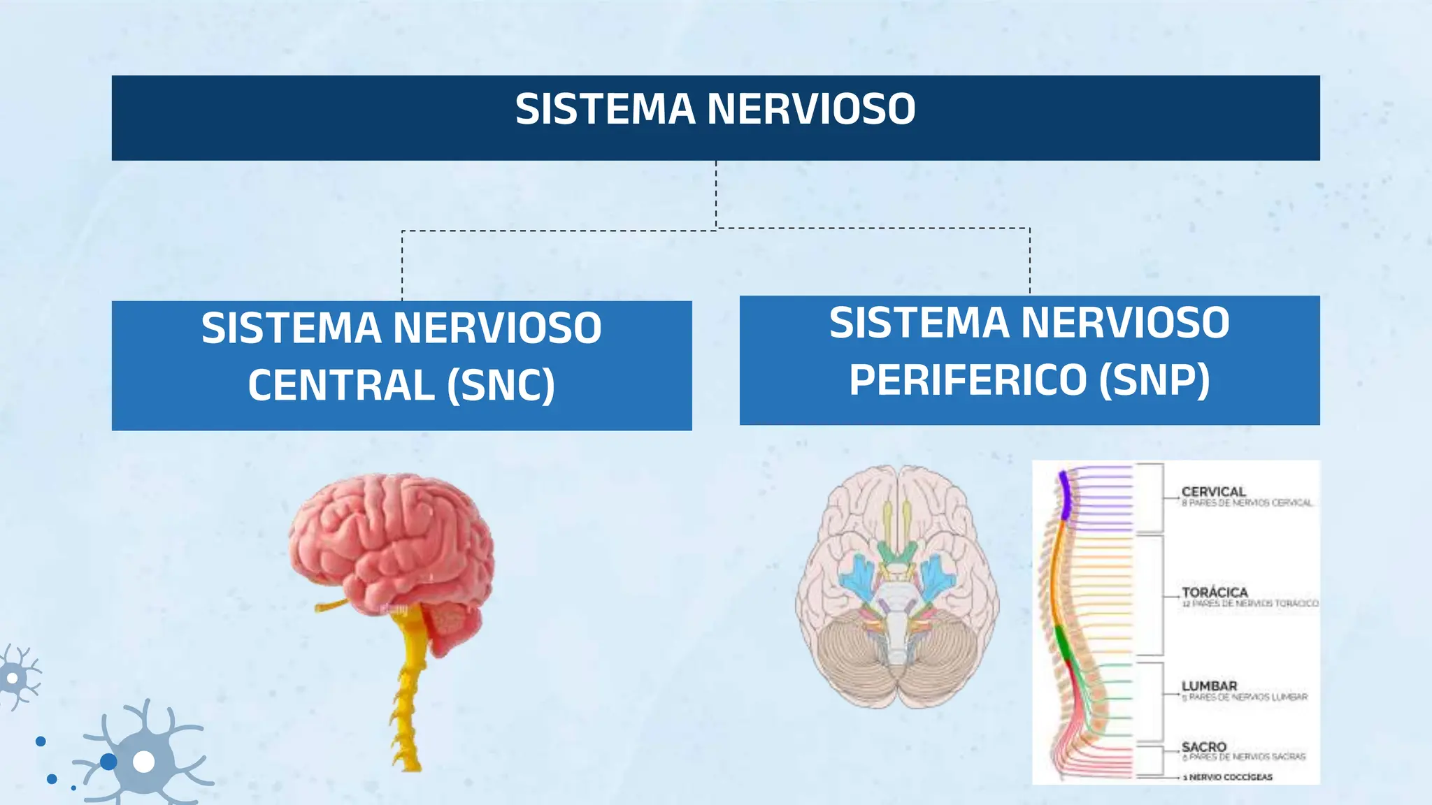 13. SISTEMA NERVIOSO del cuerpo humano .pptx