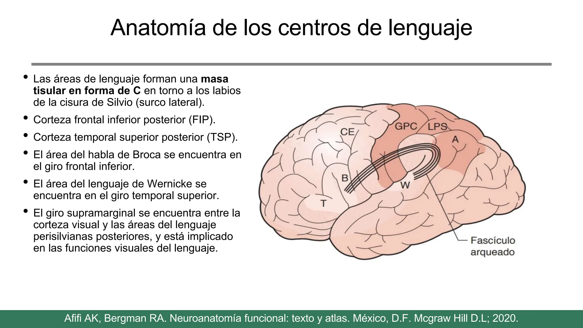 13. Afasia, alexia y agrafia. Presentación basica | PPTX | Brain and ...