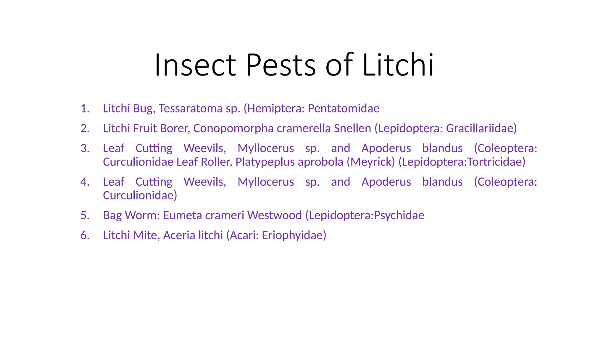 Presentation on the Insect Pests of Litchi | PPTX