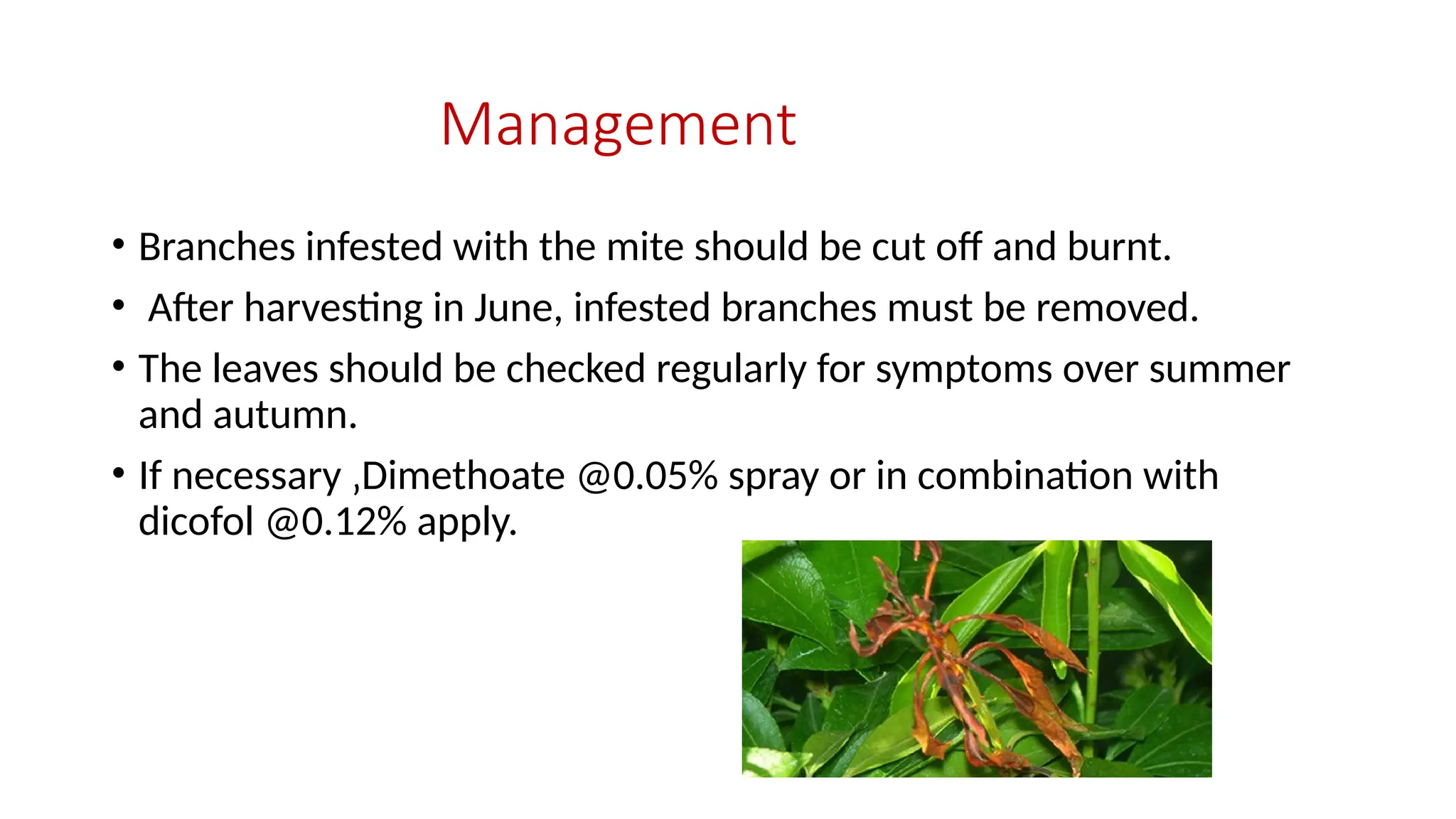 Presentation on the Insect Pests of Litchi | PPTX